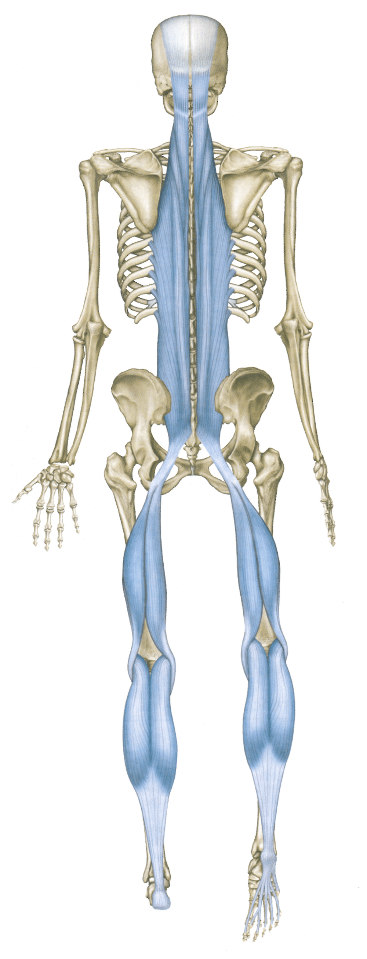 Fundamental Flexion and Your Feet - Pilates Bridge